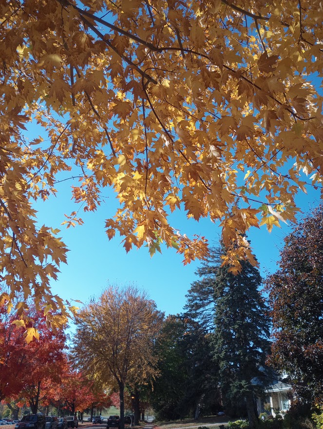 Election 2025: Minneapolis City Council, Ward 11 | Will Tell Stories ...