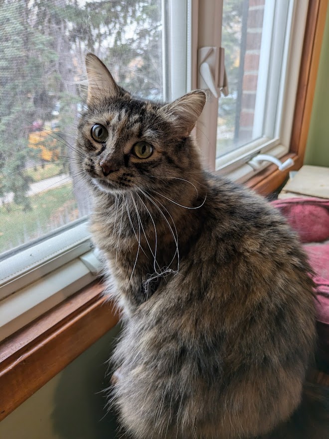 Election 2025: Minneapolis City Council, Ward 5 | Will Tell Stories For ...