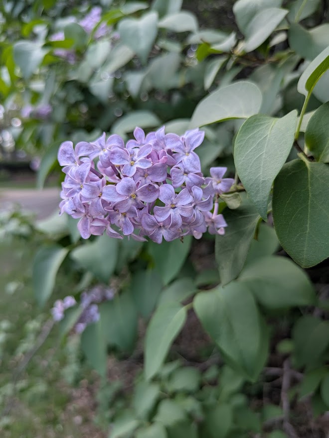 Election 2025: Minneapolis City Council, Ward 10 | Will Tell Stories ...